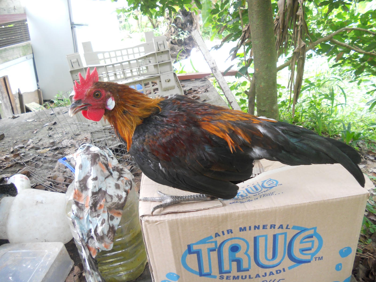 PEMINAT AYAM: AYAM HUTAN NAK JUAL